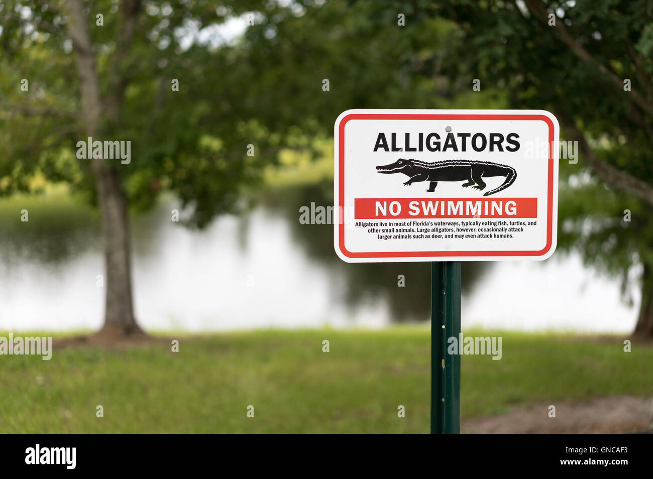 Alligator warning sign in Florida for awareness of imminent danger ...