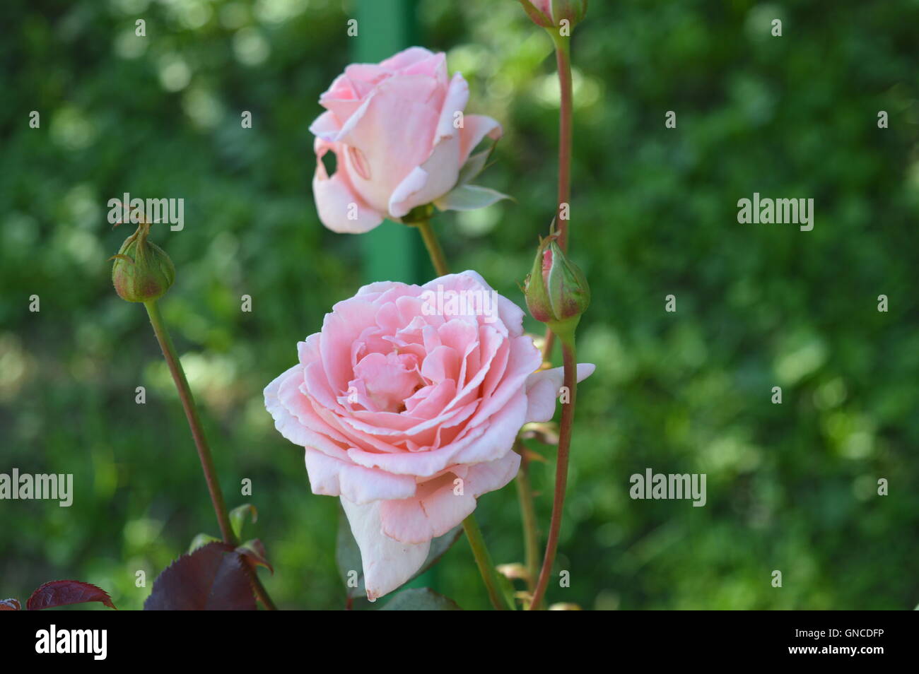 Pink roses in a garden Stock Photo - Alamy