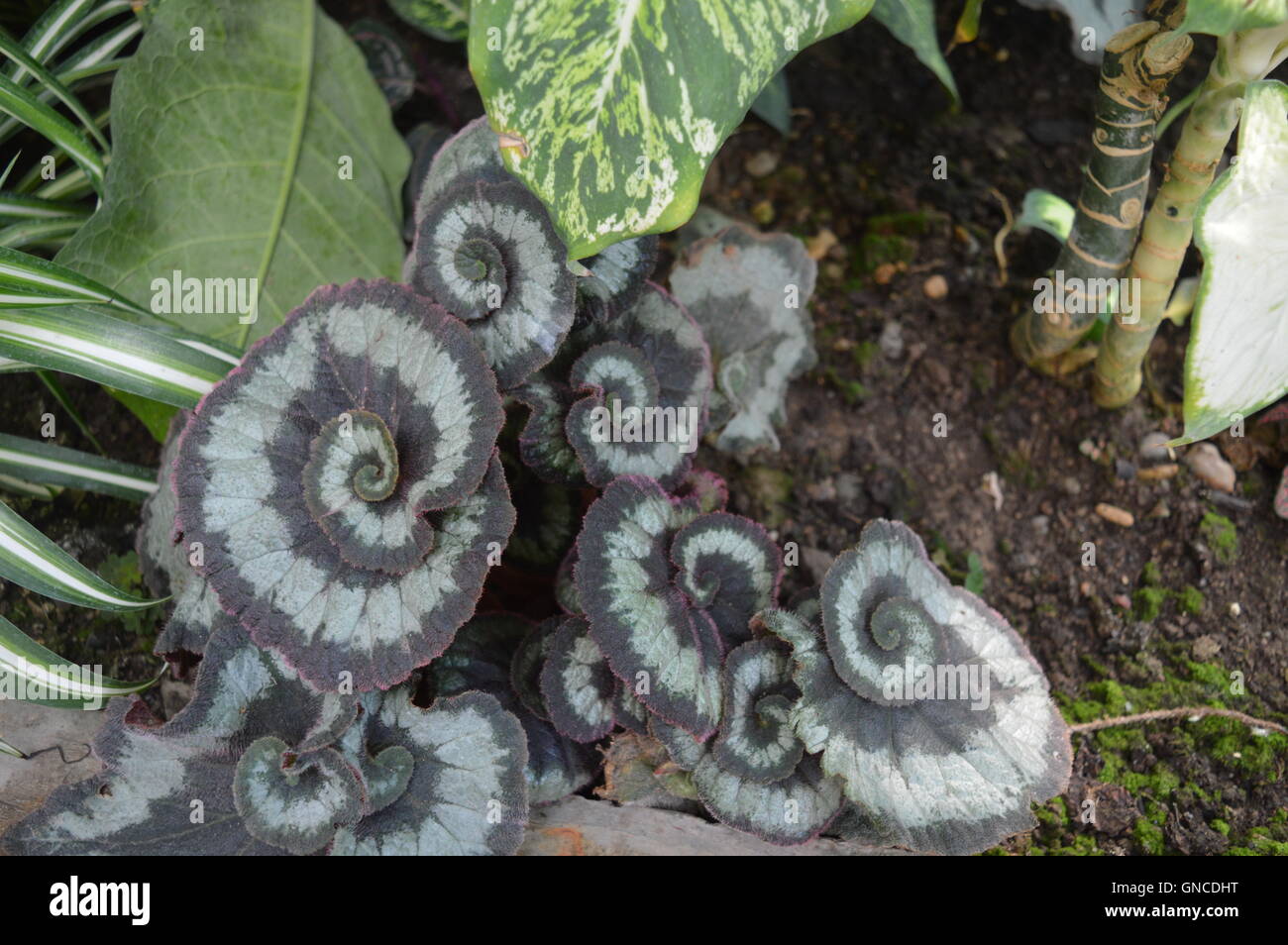 Rex Begonias, the fifth-largest angiosperm genus Stock Photo - Alamy