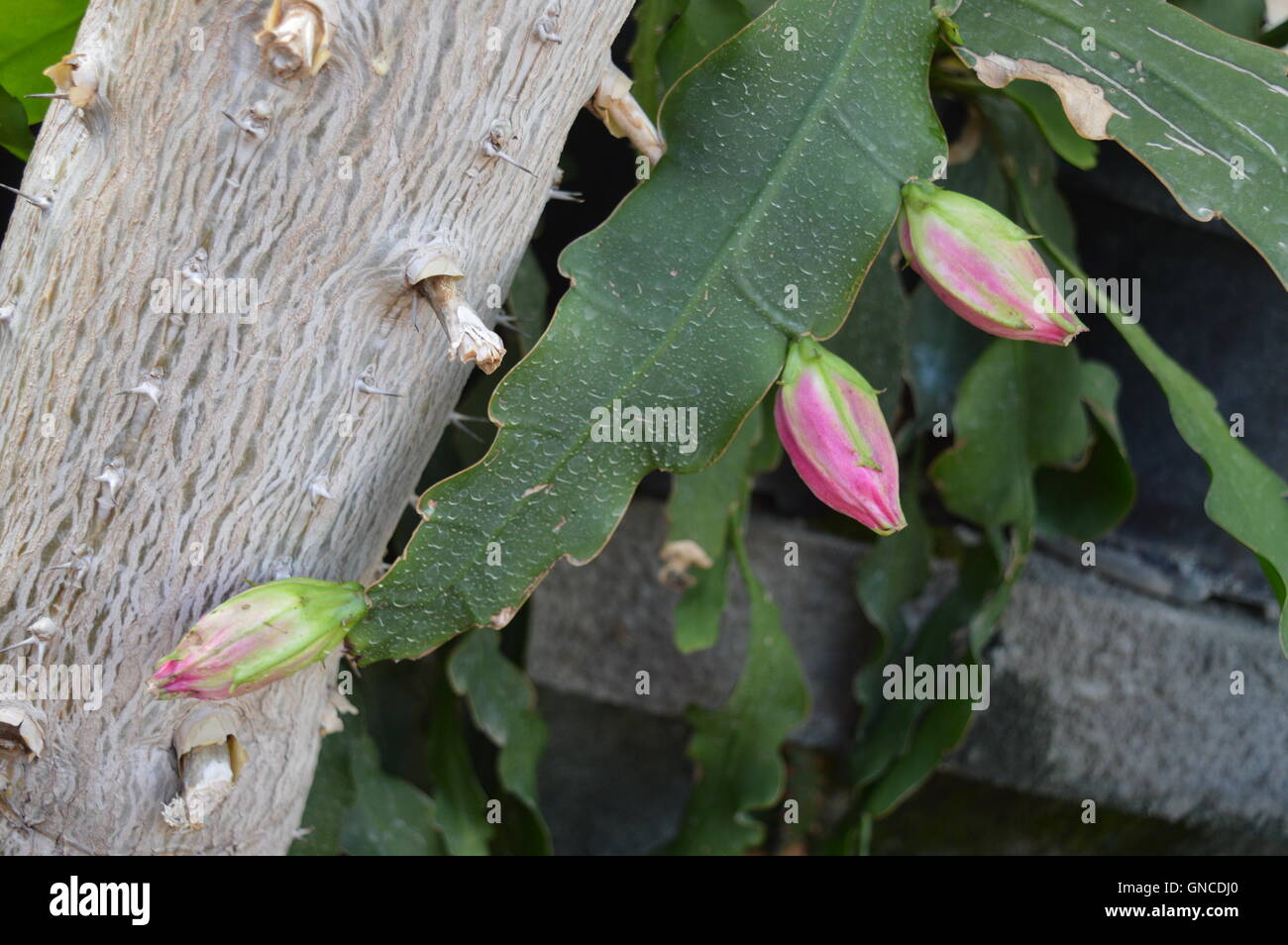 Flower of palm tree hi-res stock photography and images - Alamy