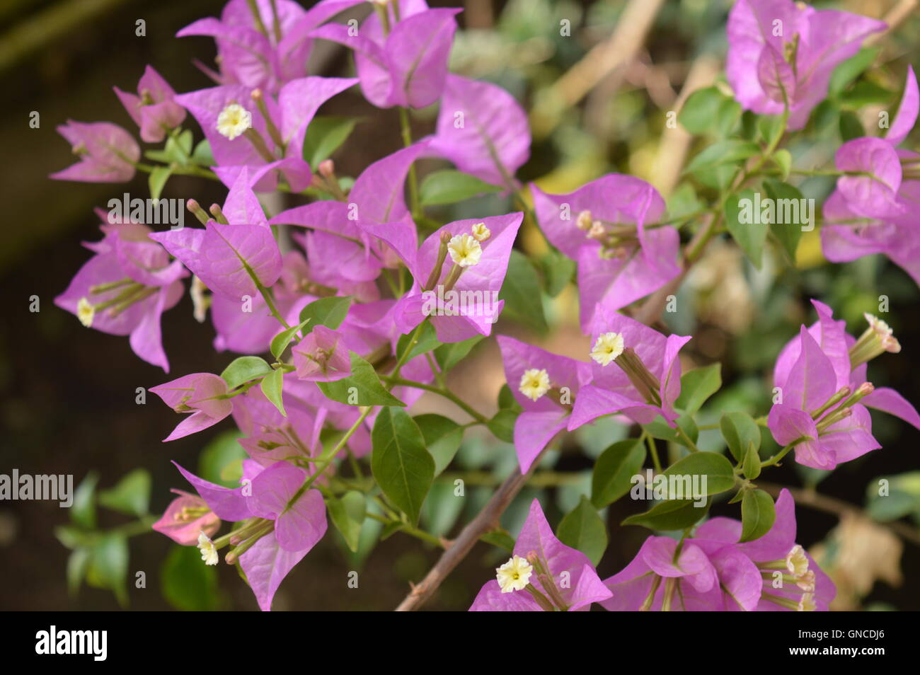 Pink flower in a garden Stock Photo - Alamy