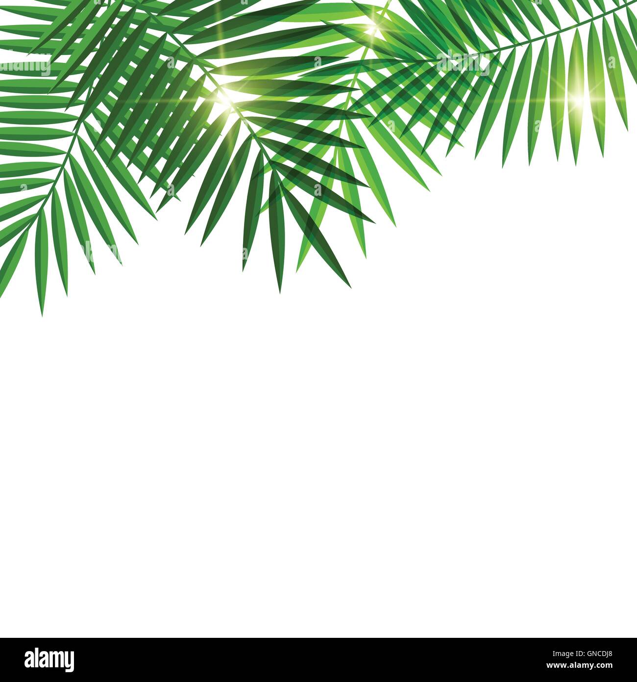 Leaf palm tree foliage Stock Vector Images - Alamy