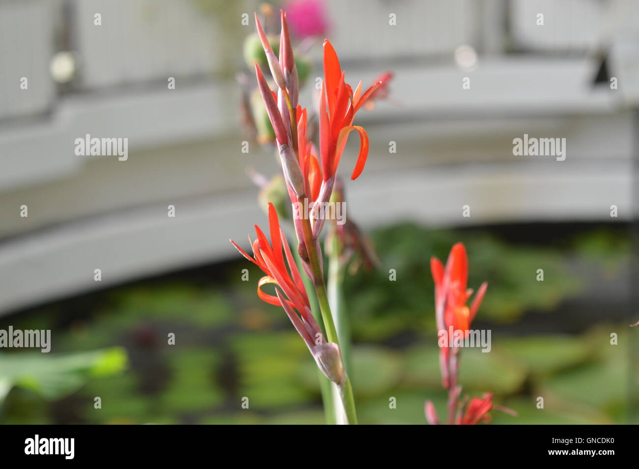 Glauca Firecracker Red Tropical Water Canna Stock Photo - Alamy