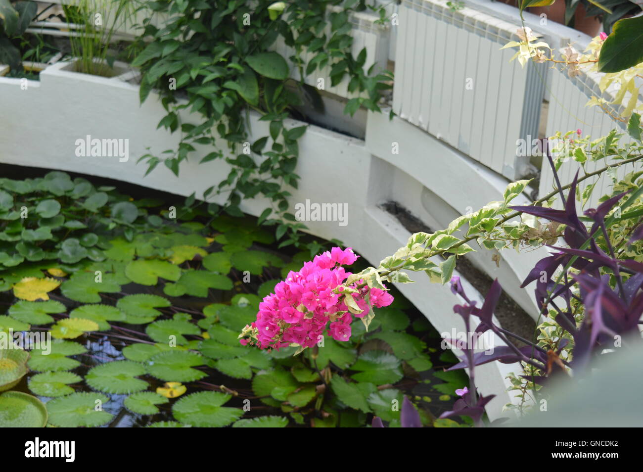 Hanging flower stem hi-res stock photography and images - Alamy