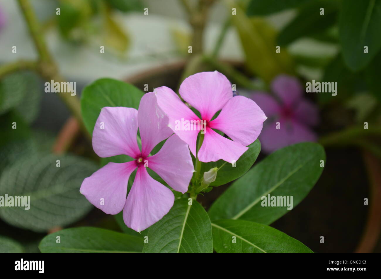 Pink flowers at a botanical garden Stock Photo - Alamy