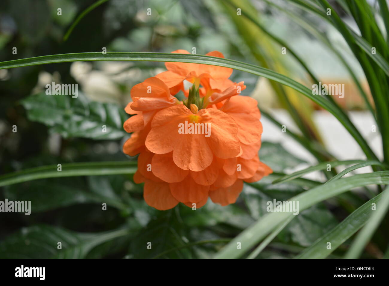 Orange flower at the botanical garden Stock Photo - Alamy
