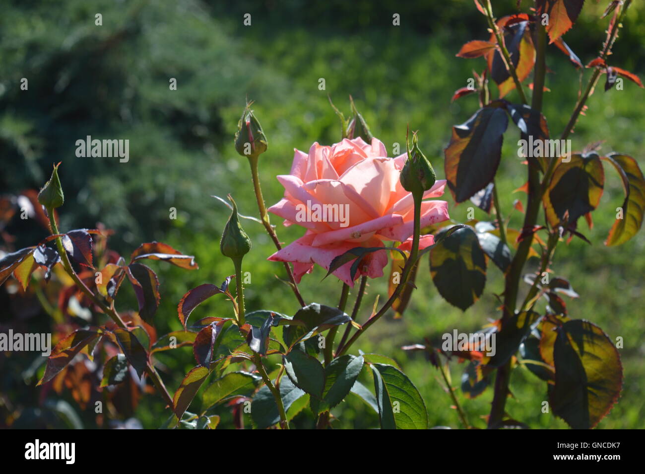 Pink rose in a garden Stock Photo - Alamy
