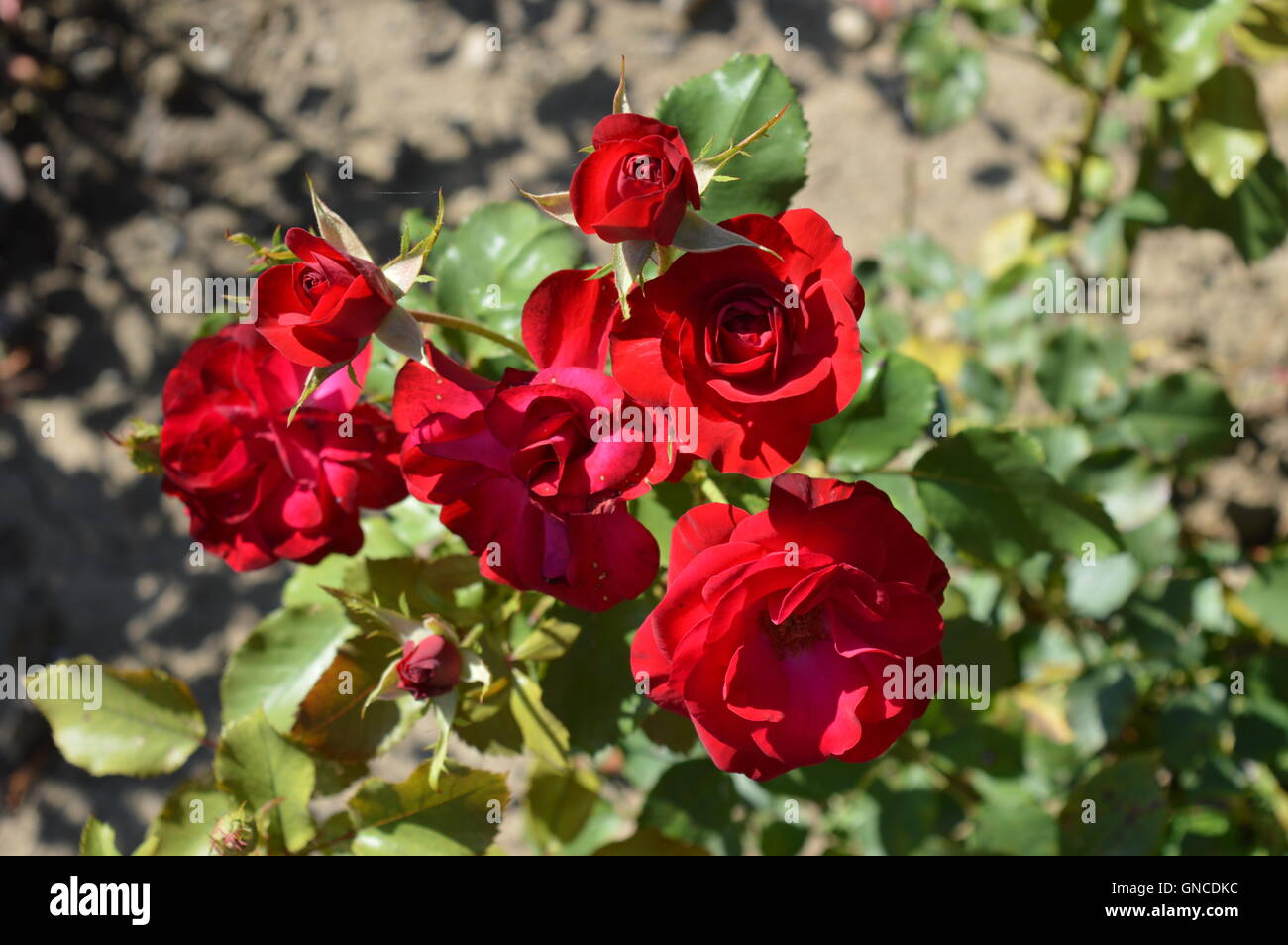 Hybrid Tea Rose 'Mister Lincoln' Stock Photo - Alamy