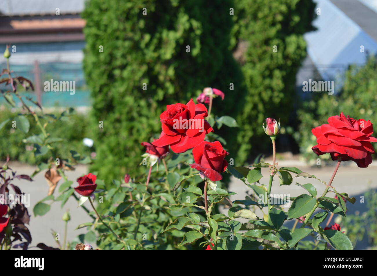 Dark red hybrid tea rose hi-res stock photography and images - Alamy
