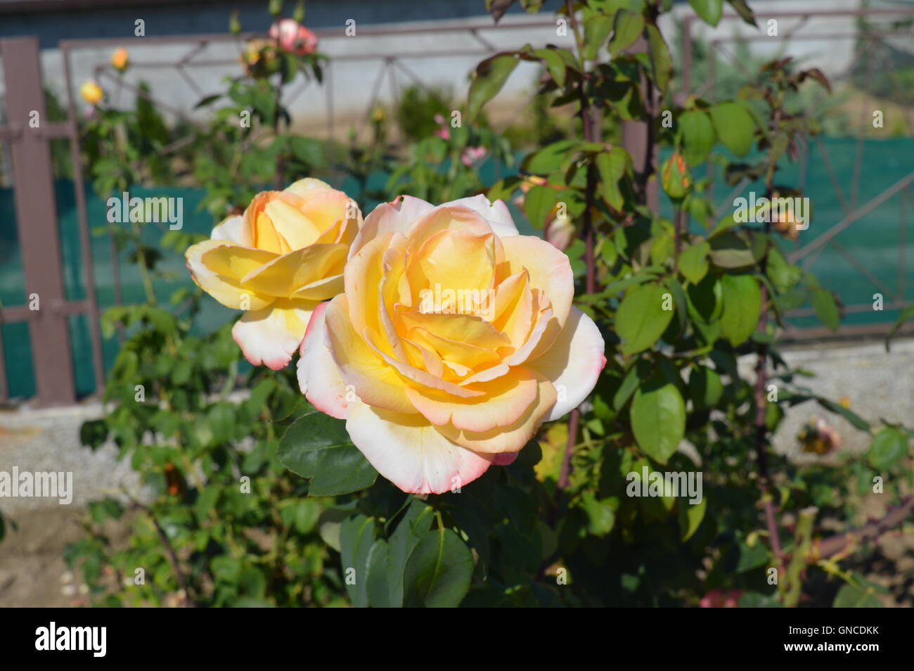 Peace rose hi-res stock photography and images - Alamy