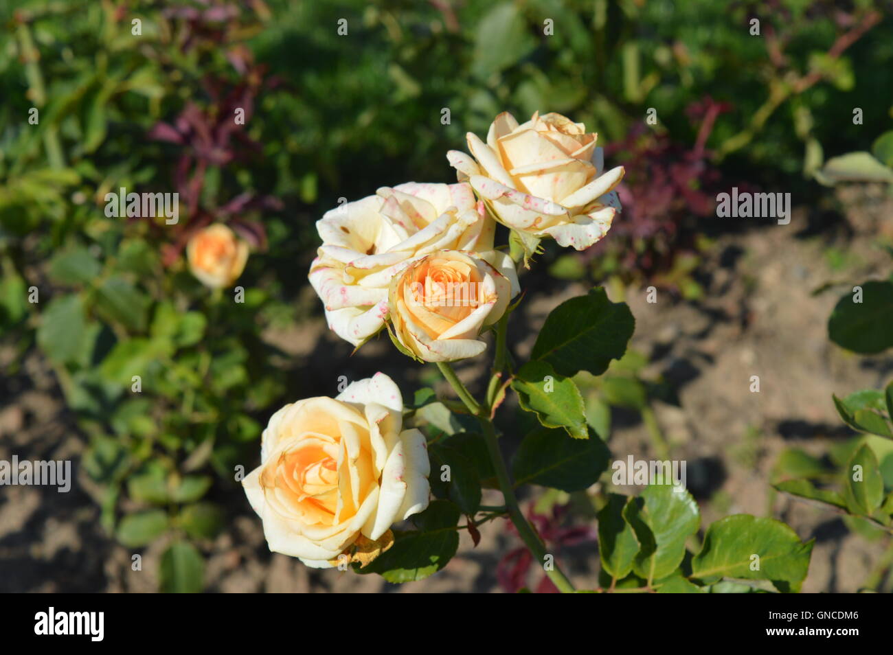 Hybrid Tea Rose Stock Photo - Alamy