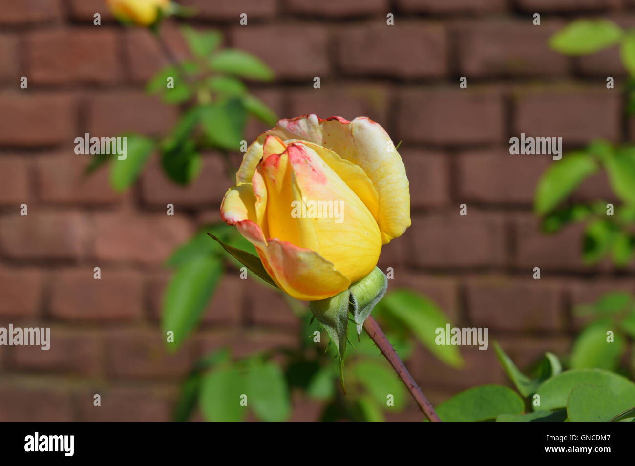 Hybrid Rose Bud Stock Photo - Alamy