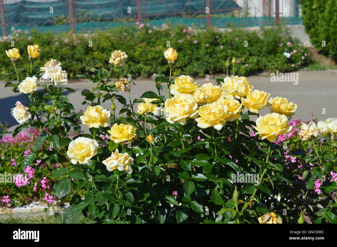 Glorious roses hi-res stock photography and images - Alamy