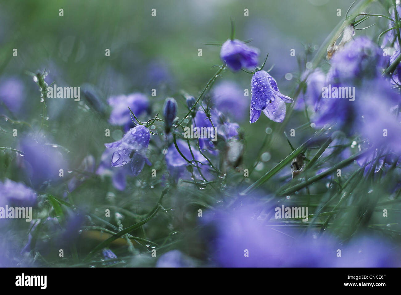 Bluebell water hi-res stock photography and images - Alamy