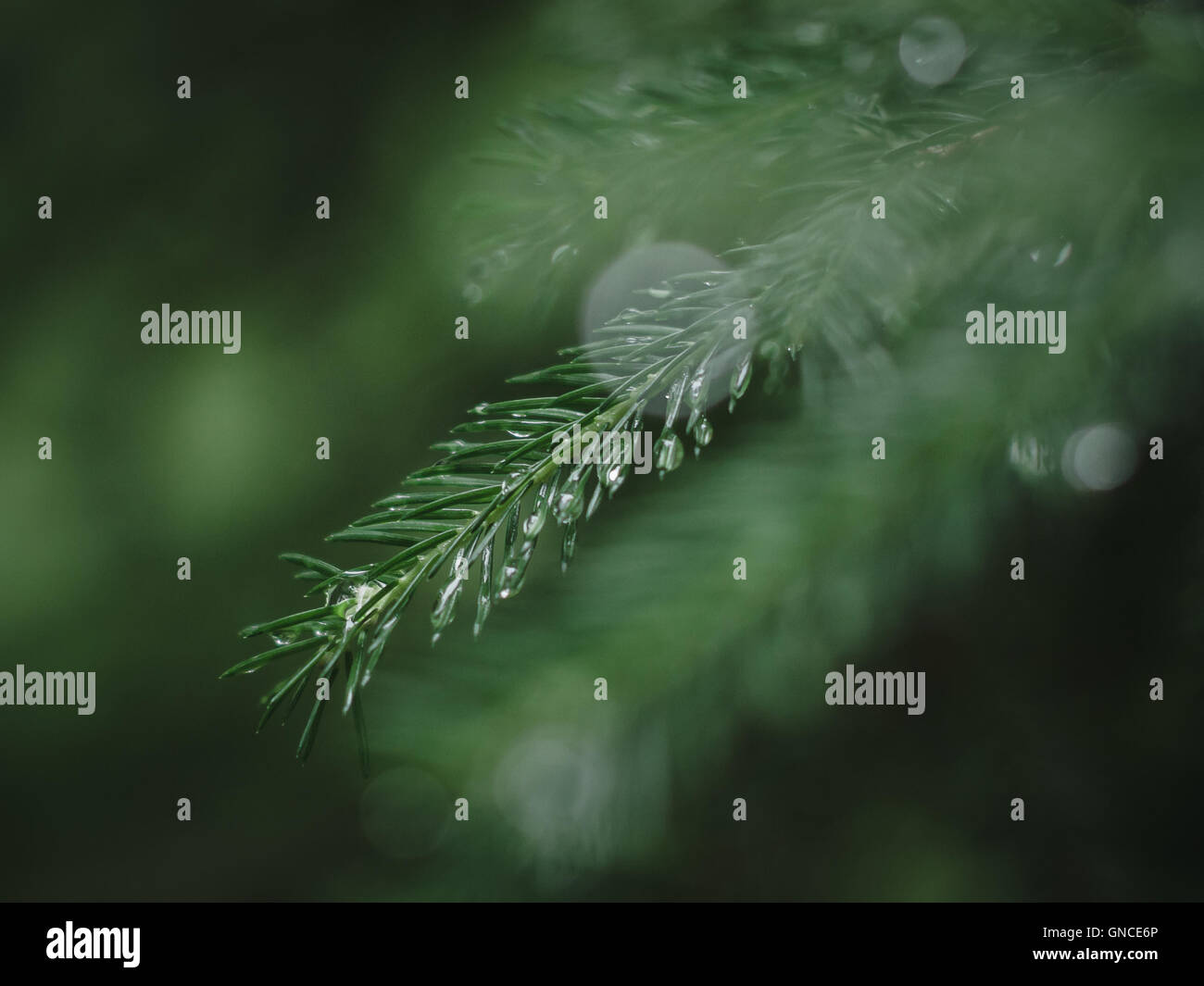 Water needles hi-res stock photography and images - Alamy