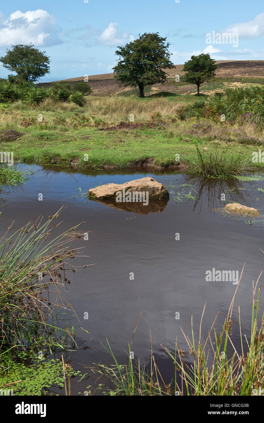 A natural pond at Bicknoller Post on the top of the Quantock hills in ...