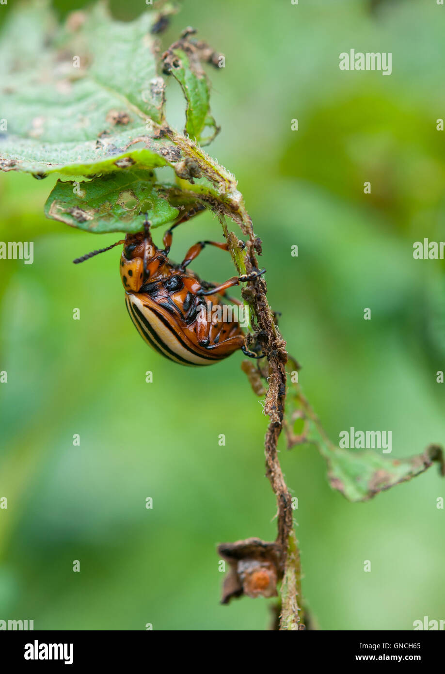 colorado beetle on potato leaf Stock Photo - Alamy