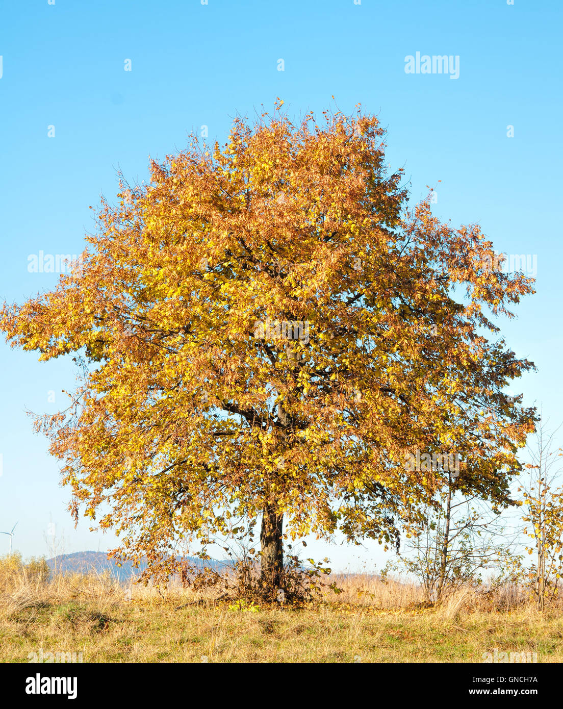 Majestic tree hi-res stock photography and images - Alamy