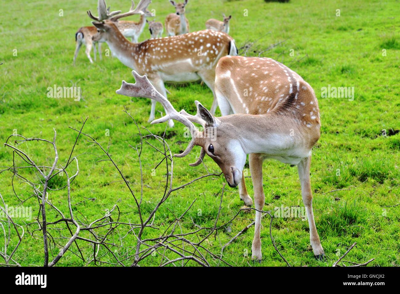 Buck Fallow Deer having a good scratch Stock Photo - Alamy