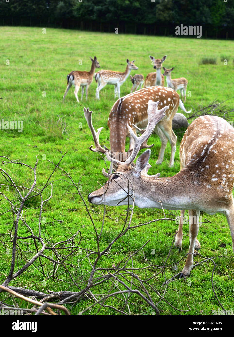 Buck Fallow Deer having a good scratch Stock Photo - Alamy