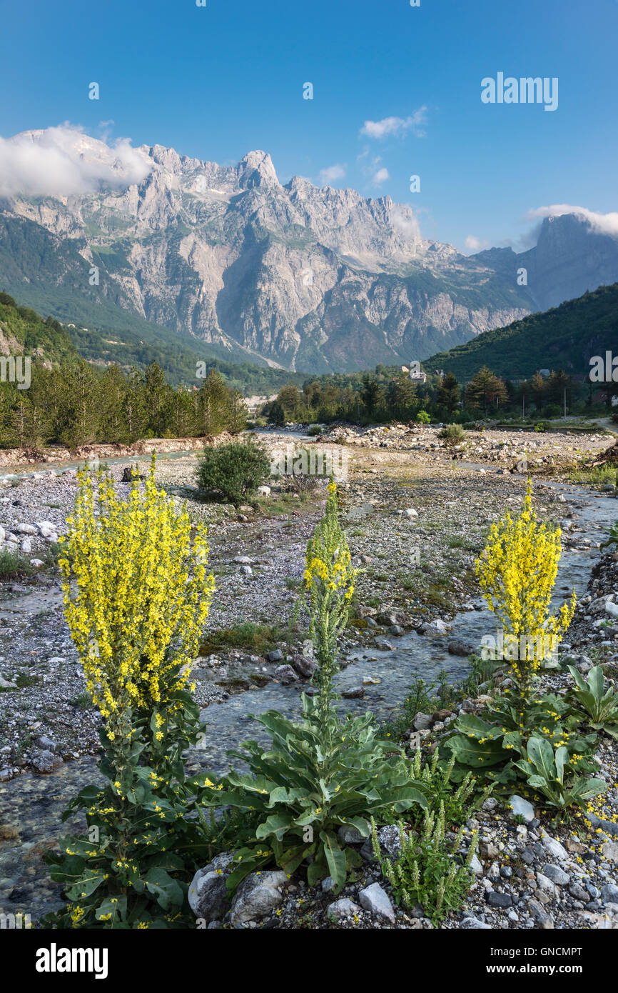 National flower of albania hi-res stock photography and images - Alamy
