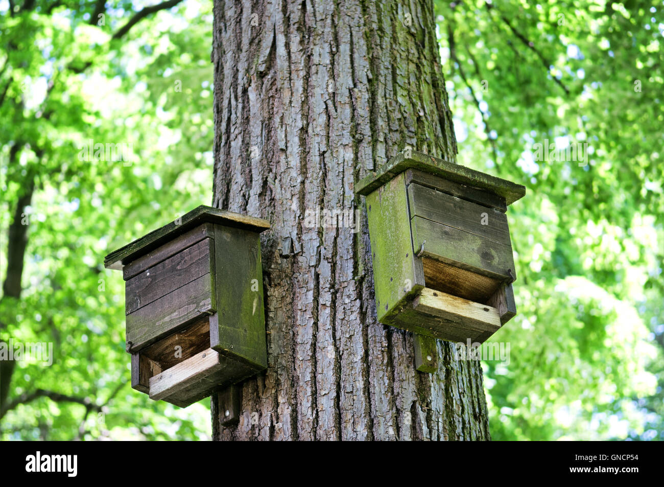 Birdhouse pine tree shelter hi-res stock photography and images - Alamy