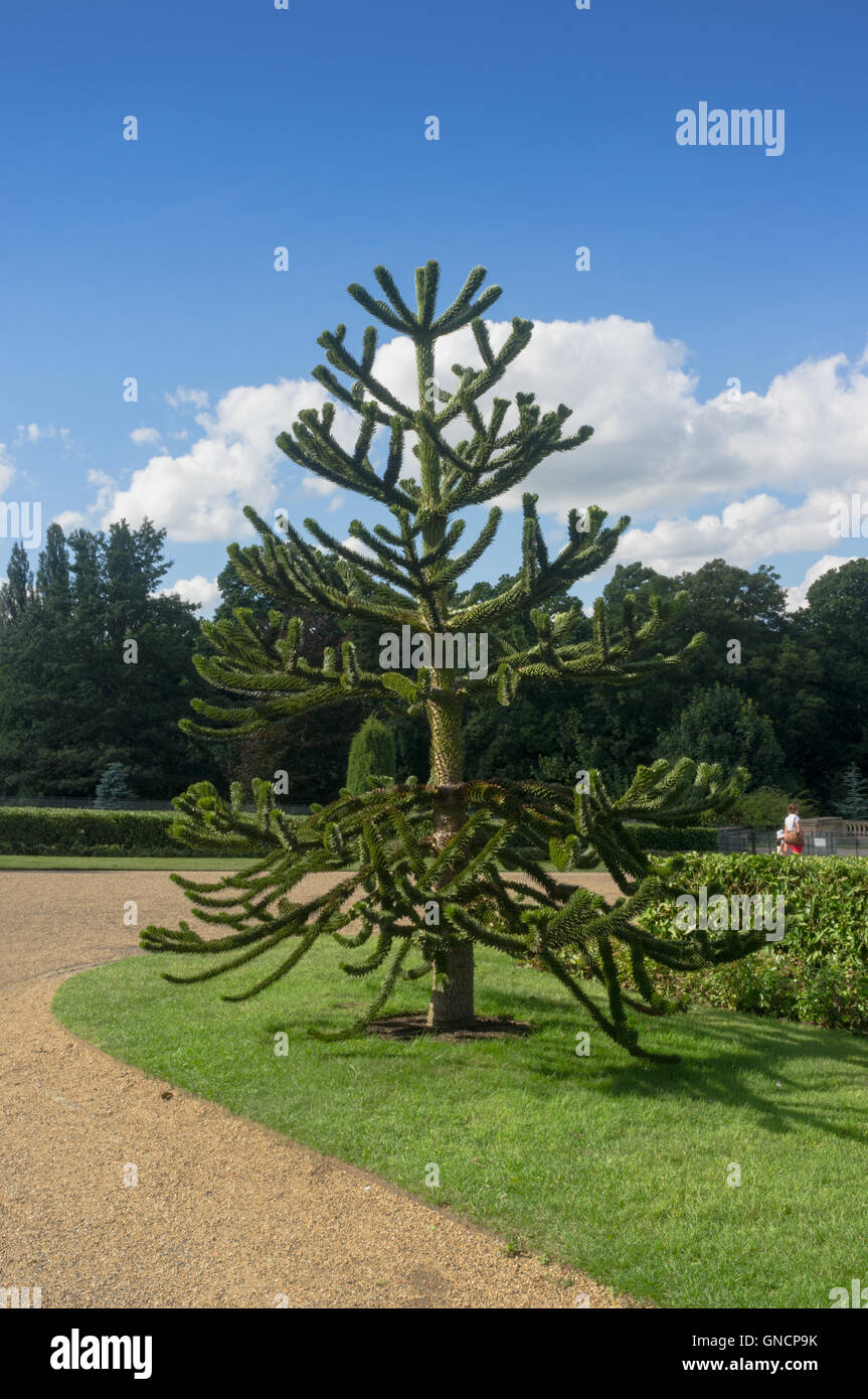 Monkey specimen hi-res stock photography and images - Alamy