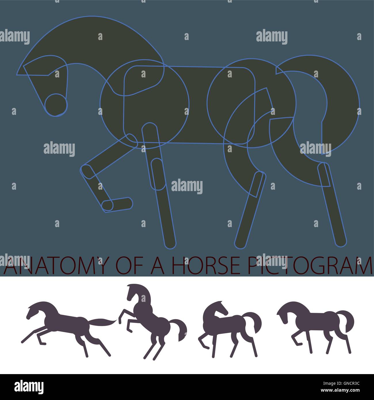'Anatomy' of a horse pictogram. Added four horse pictograms which can ...
