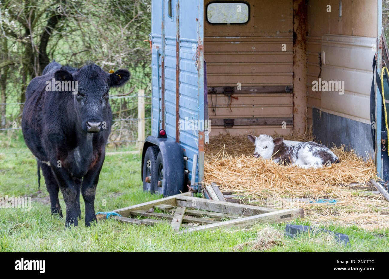 proud new mother cow watching fiercely over newborn deformed calf Stock ...