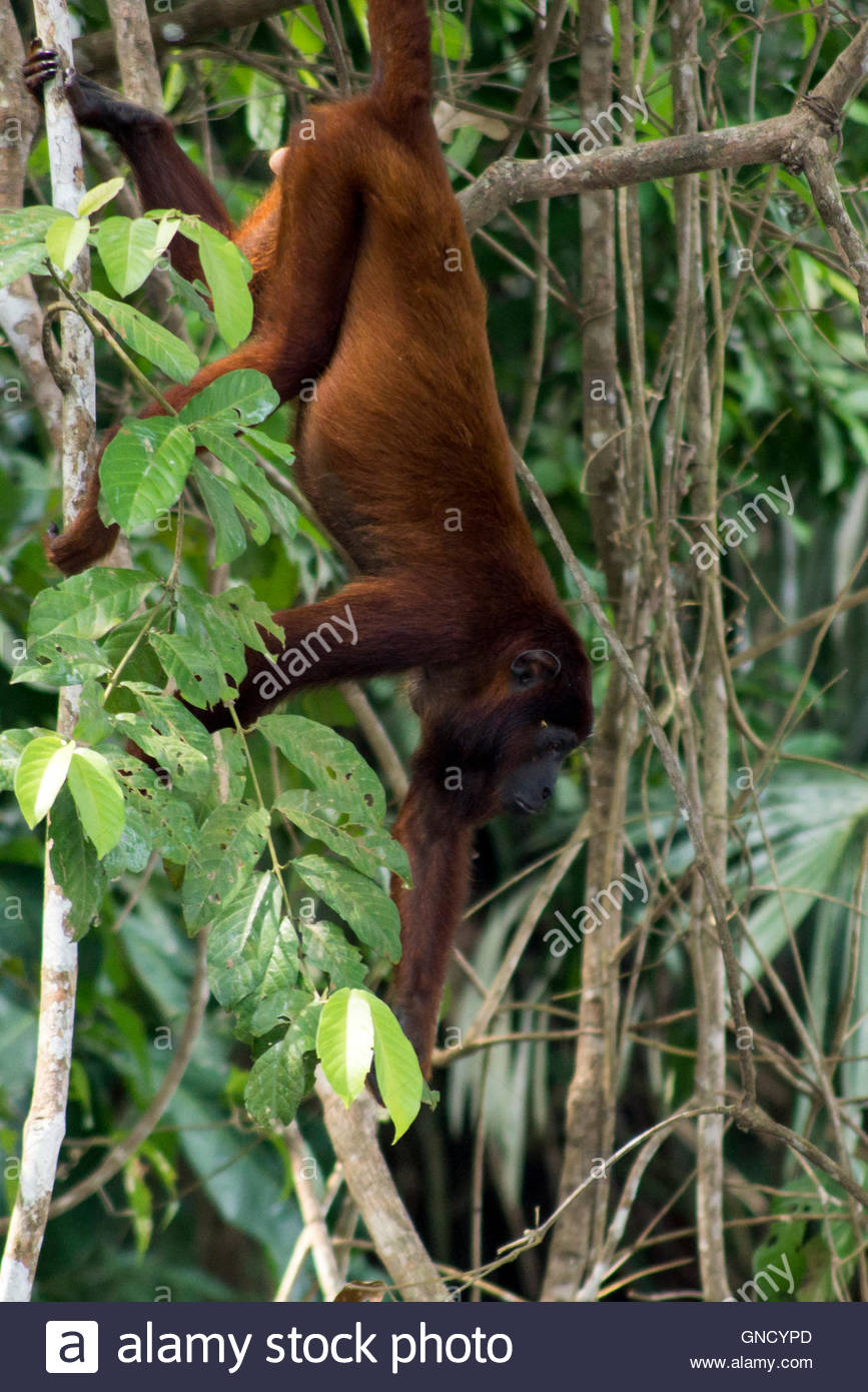 Monkey Hanging From Branch Stock Photos & Monkey Hanging From Branch ...