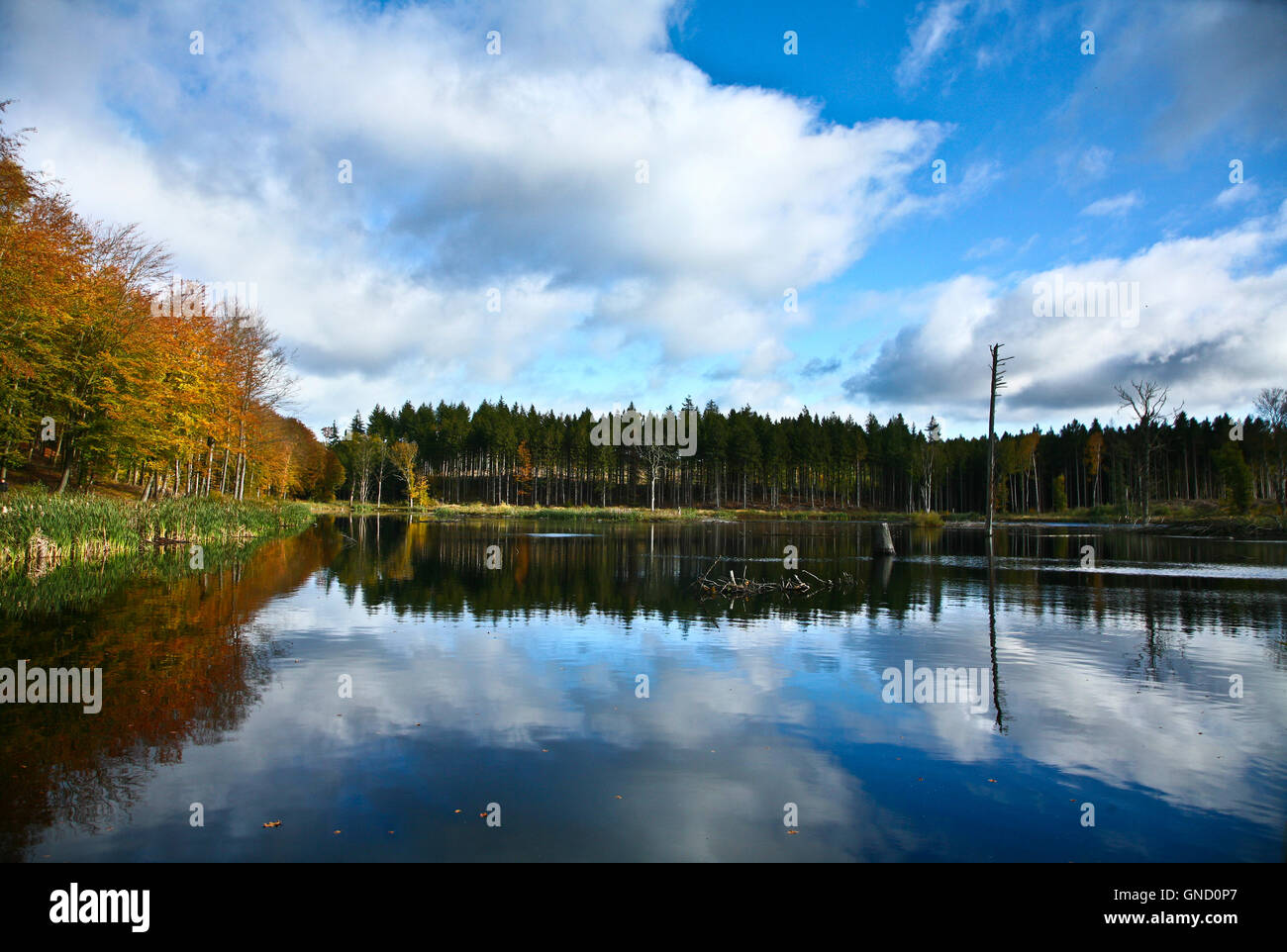 Lake in Denmark in the summer Stock Photo - Alamy