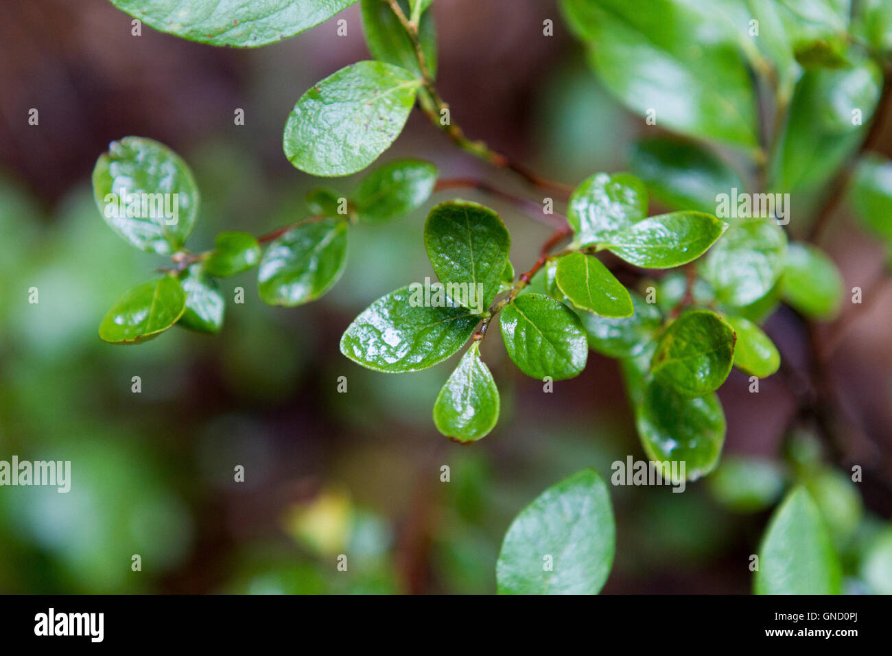 Rain forest plant hi-res stock photography and images - Alamy