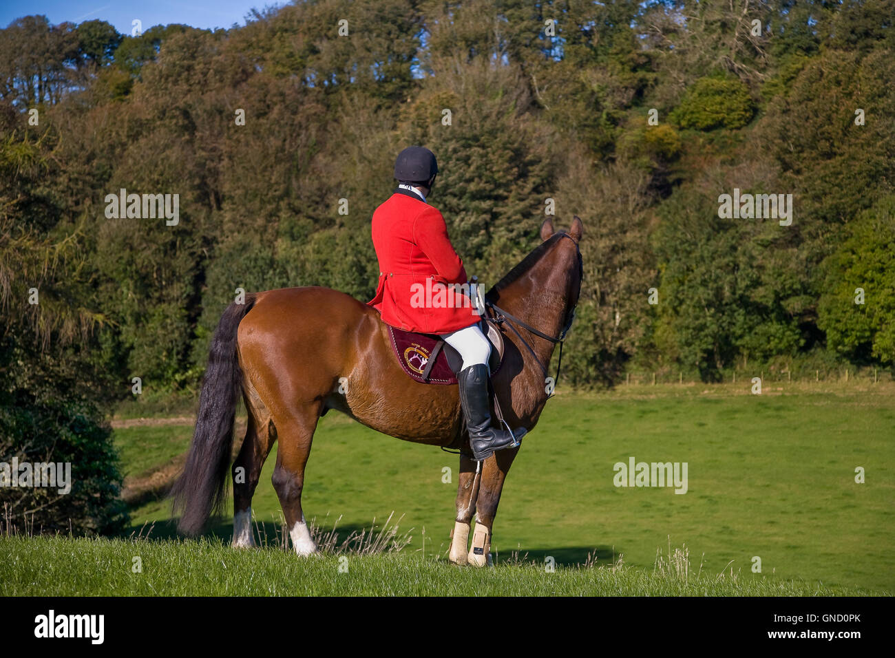 Fox hunt Master on horse back Stock Photo - Alamy