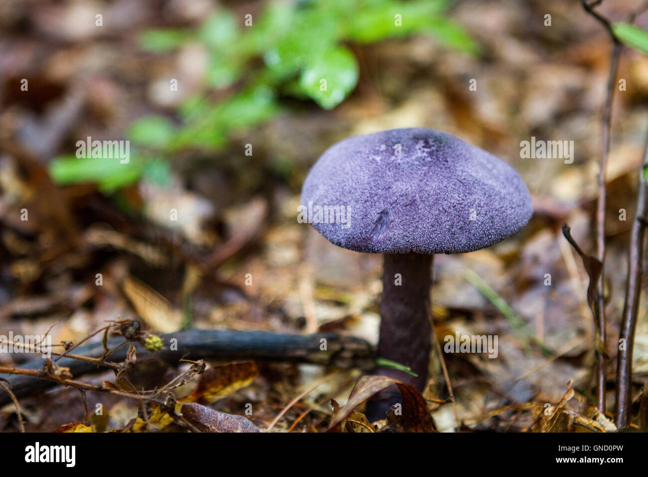 Purple mushroom hi-res stock photography and images - Alamy