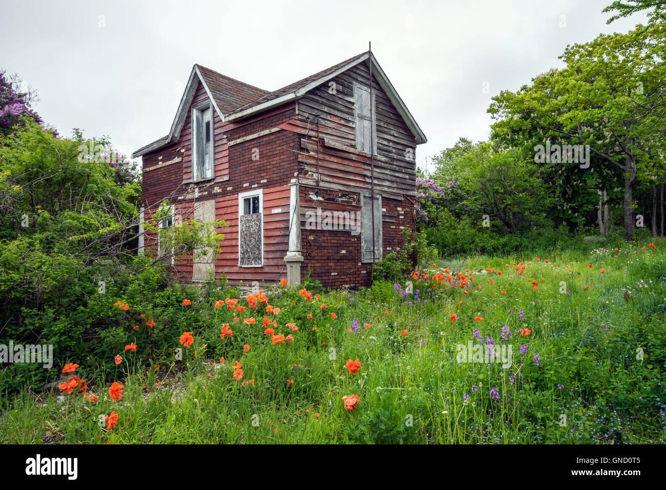 Tiny, Abandoned House Surrounded by Colourful but Neglected Flower ...