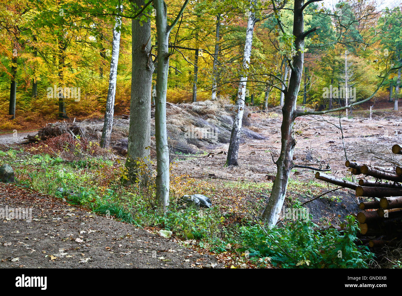 Colorful forest in autumn in denmark in the daytime Stock Photo - Alamy