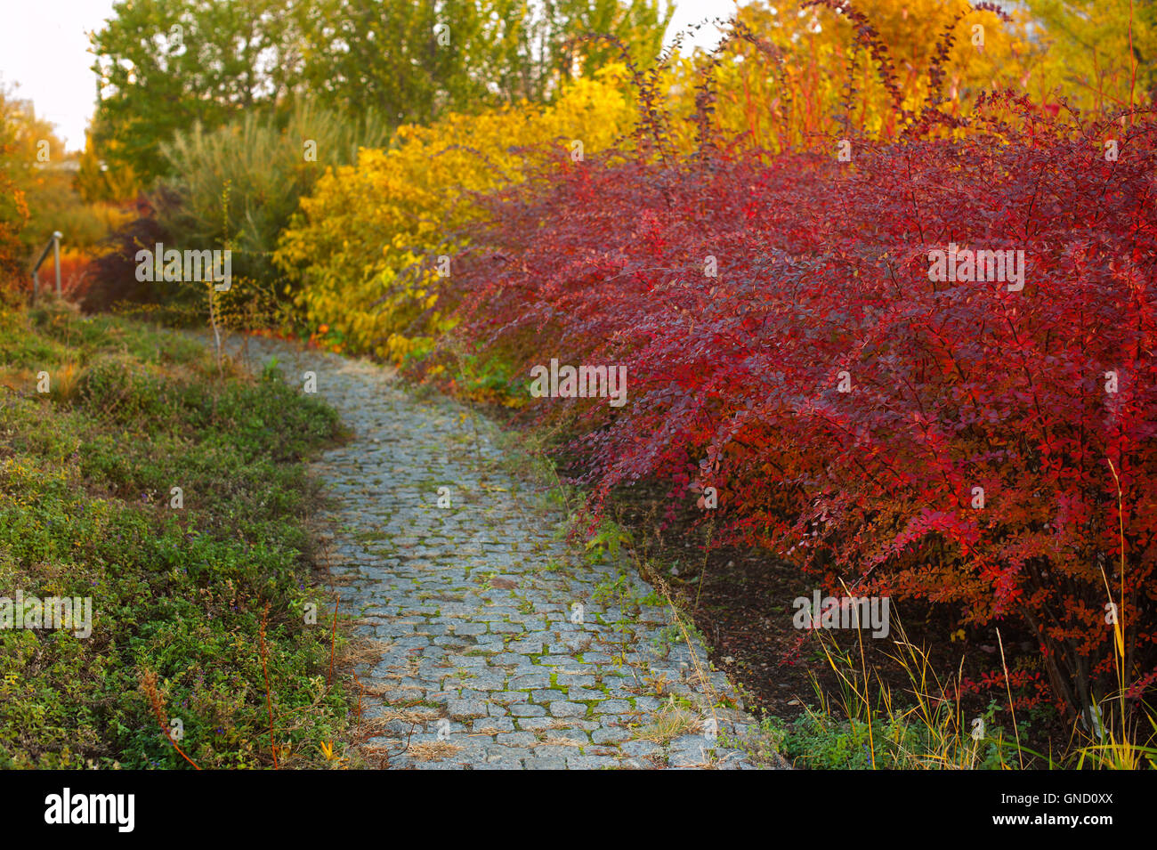 Beautiful autumn alley in the park with colorful trees Stock Photo - Alamy