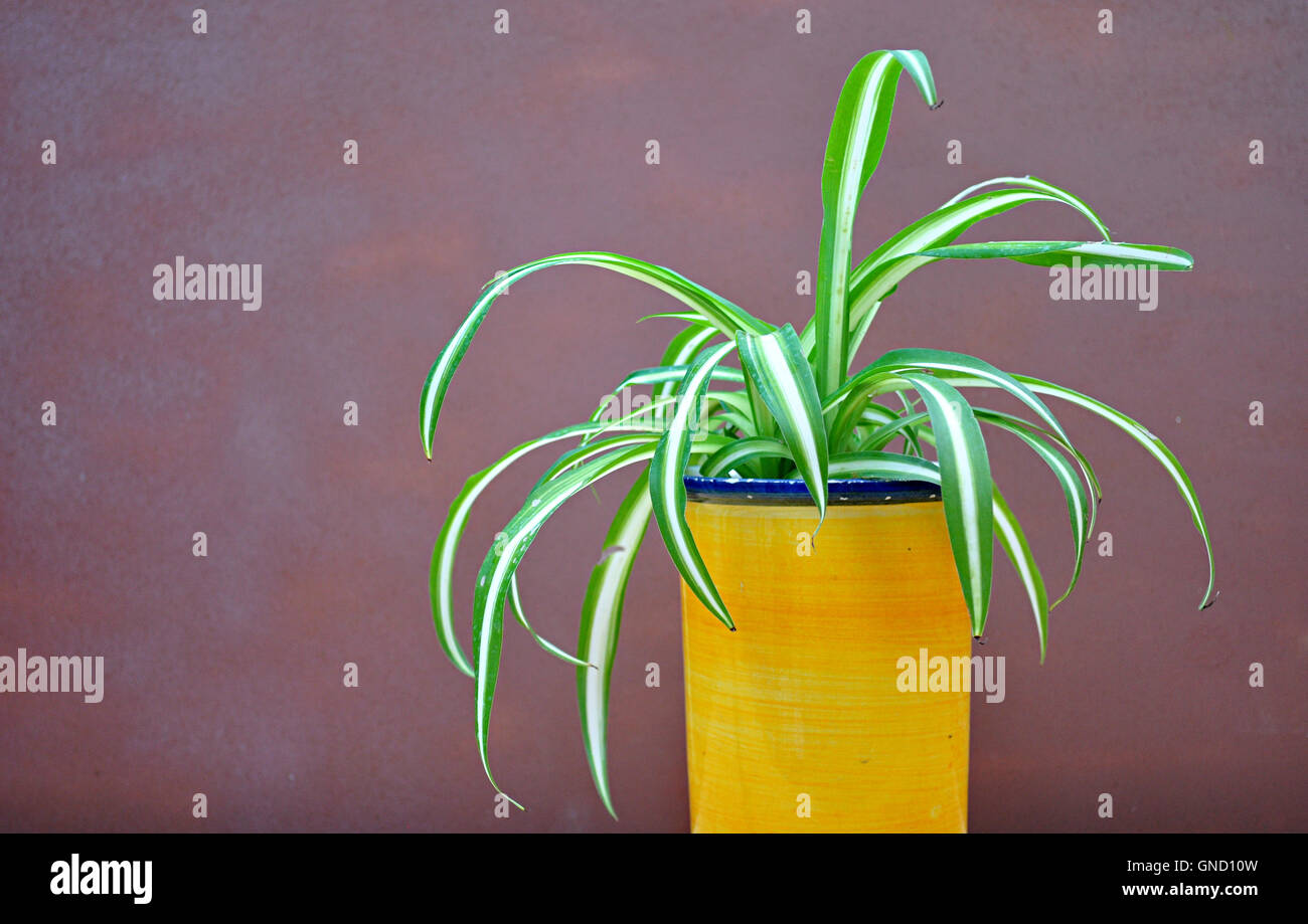 Spider plant hi-res stock photography and images - Alamy