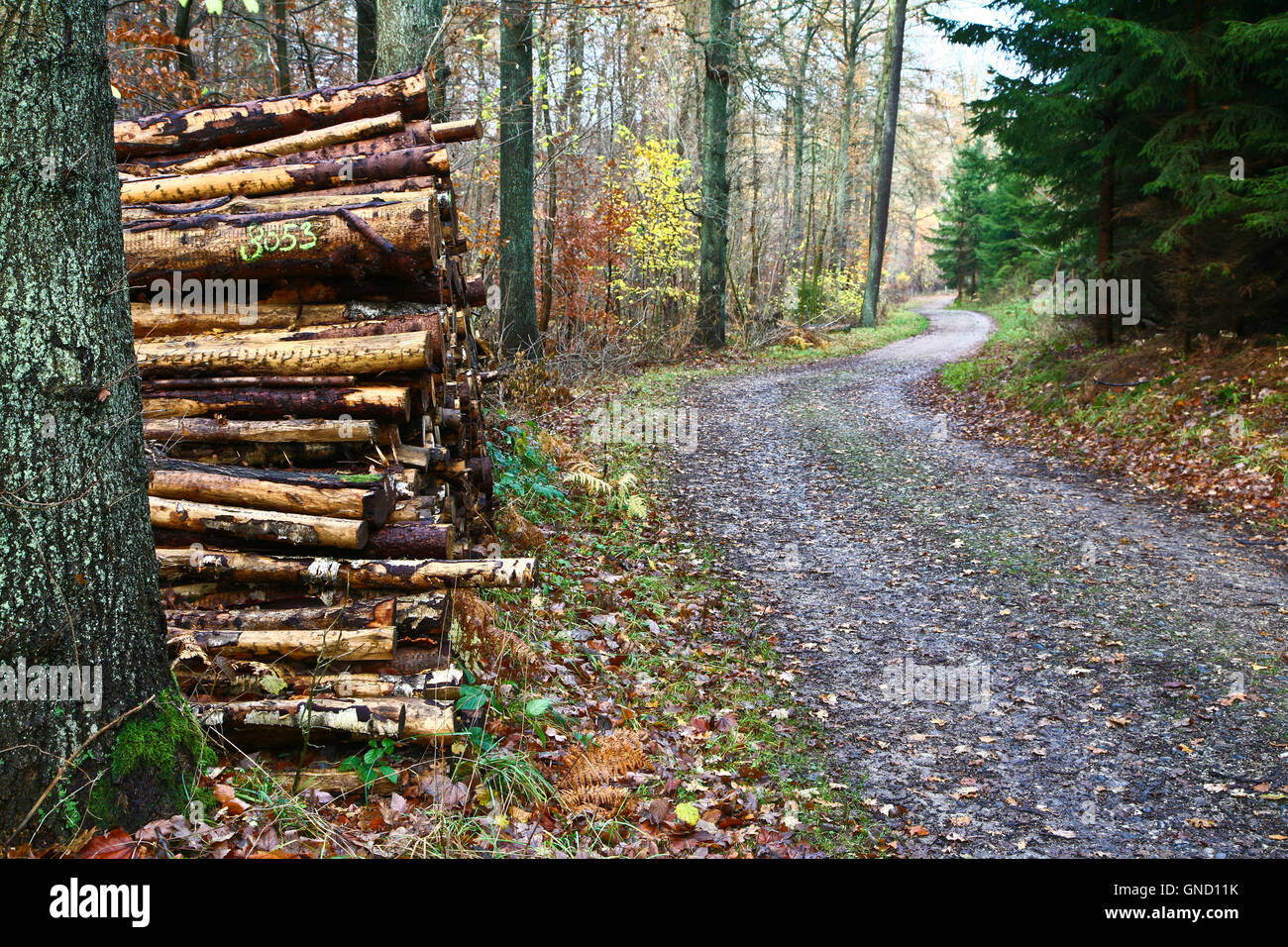 A landscape forest in autumn in denmark Stock Photo - Alamy