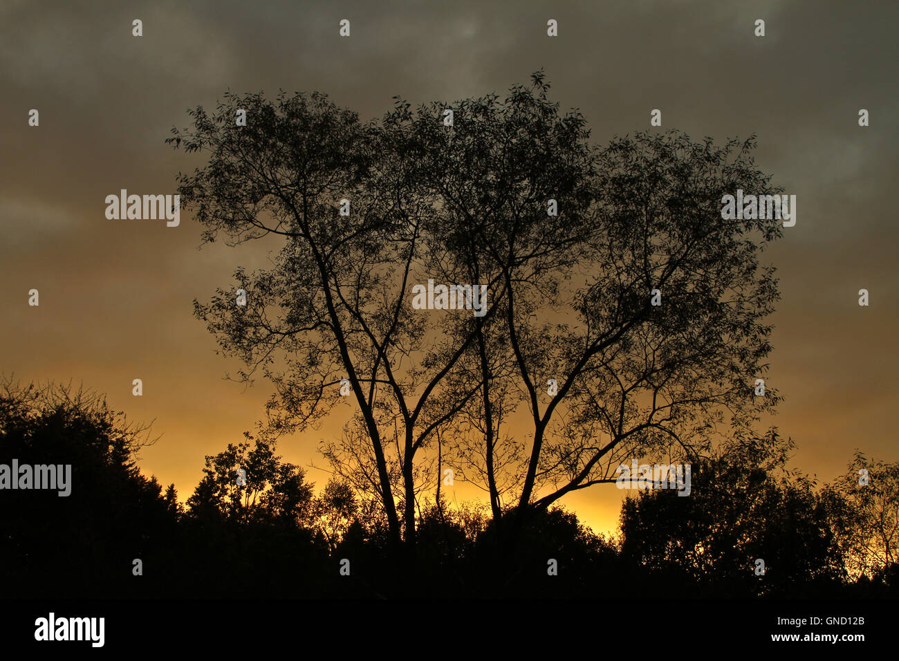 Trees against a yellow sunset sky in Denmark Stock Photo - Alamy