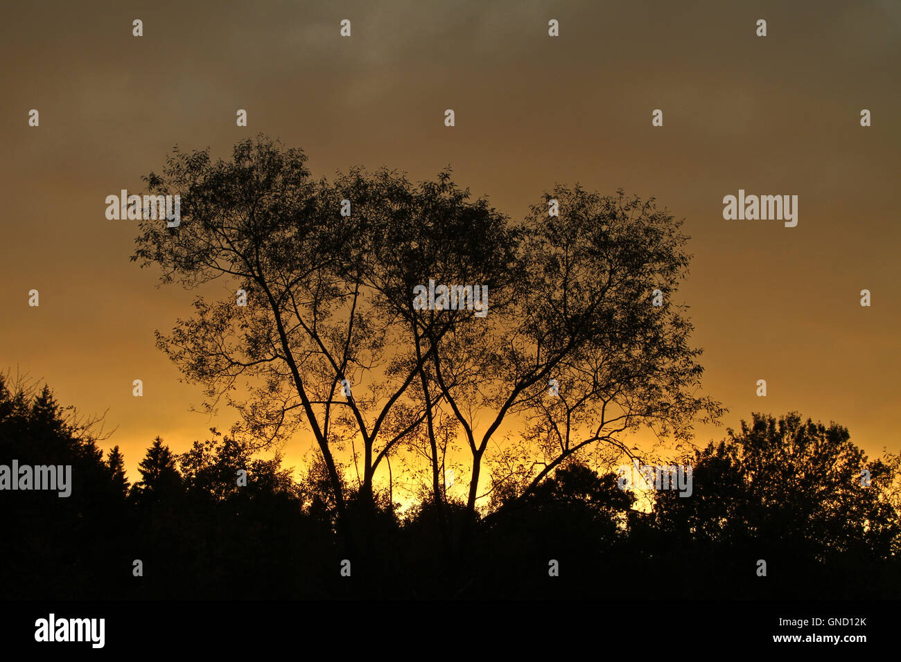 Trees against a yellow sunset sky in Denmark Stock Photo - Alamy