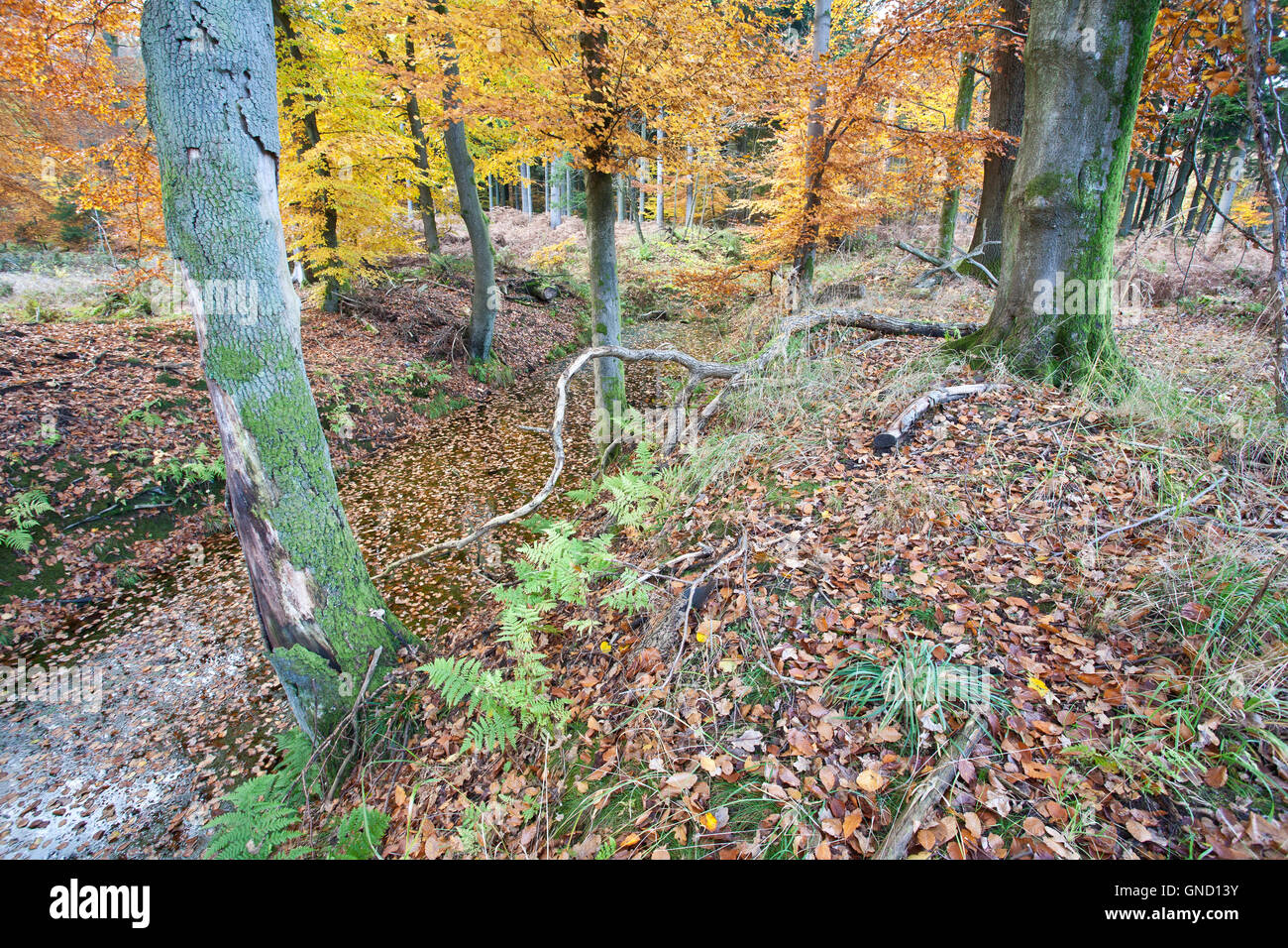 Alleroed hi-res stock photography and images - Alamy