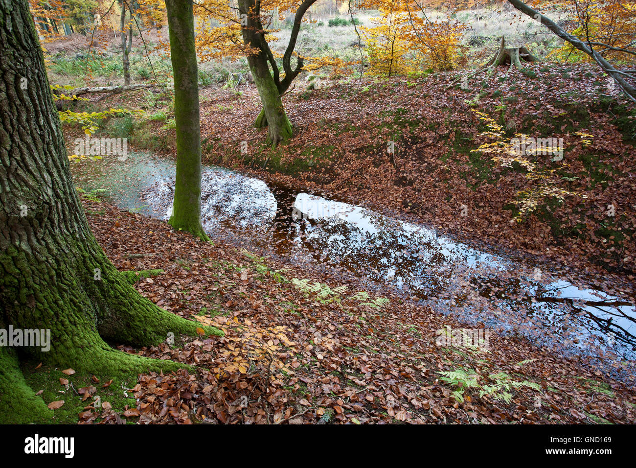 Alleroed hi-res stock photography and images - Alamy