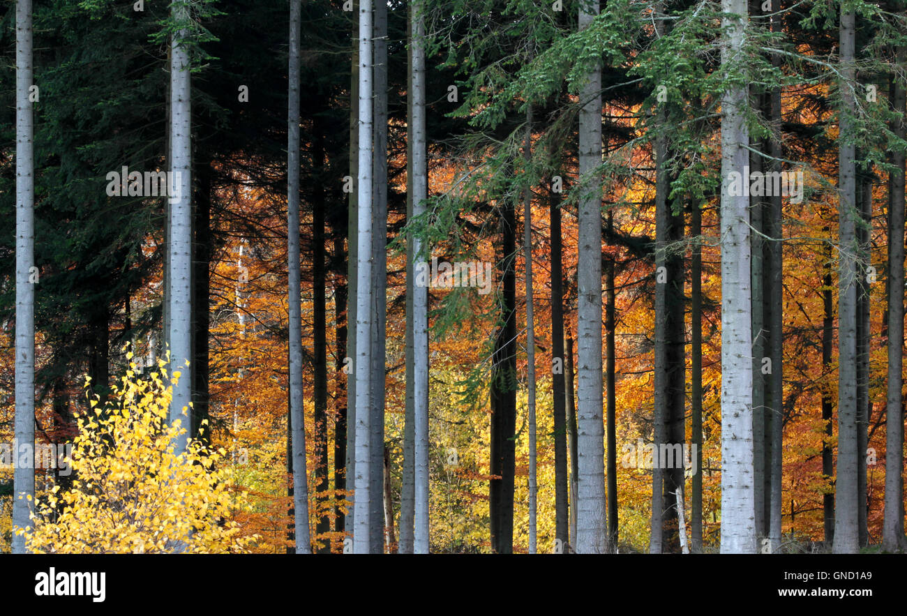 Ravnsholt Skov forest in Alleroed - Denmark in autumn Stock Photo - Alamy