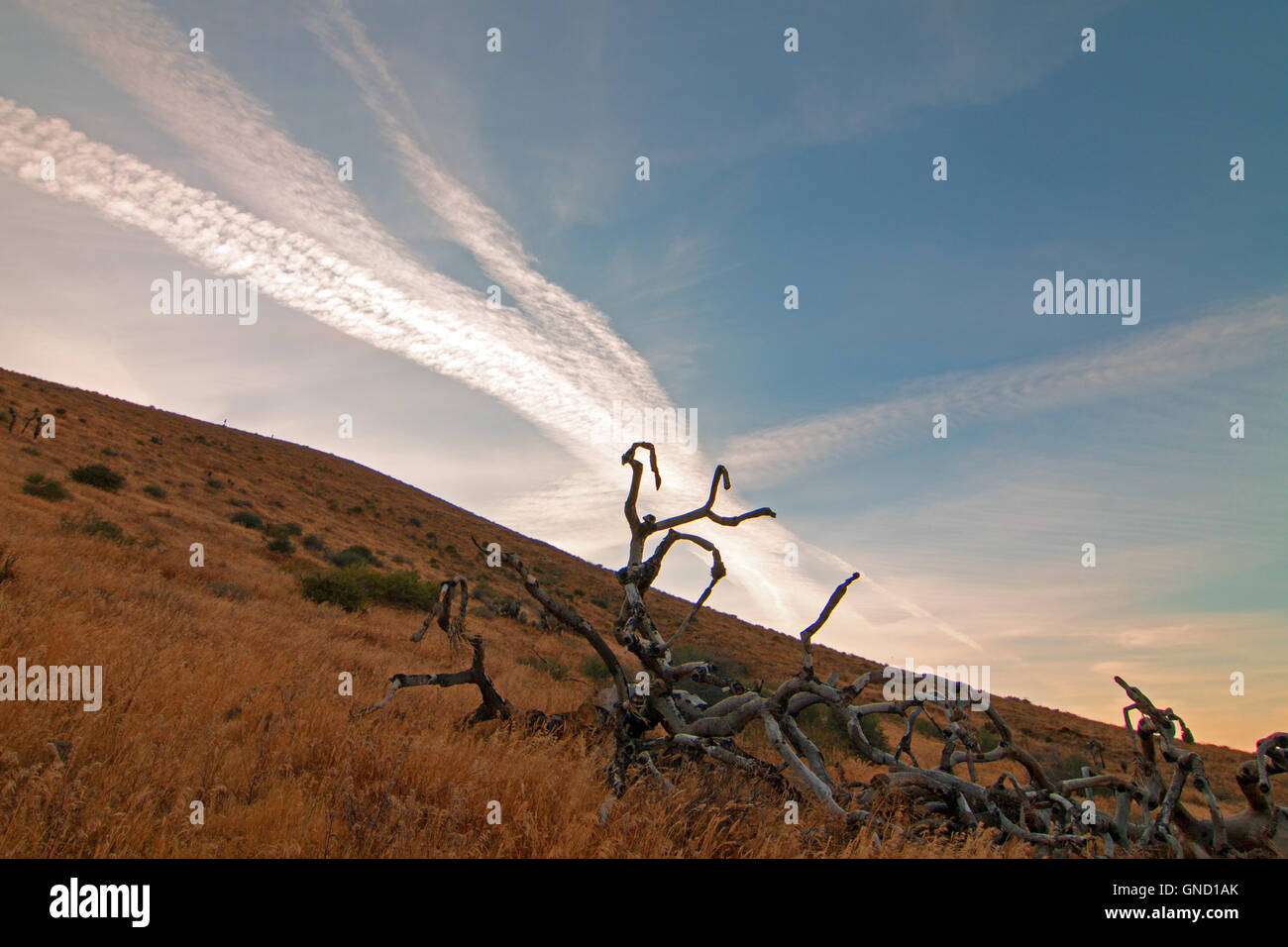 Tumbleweed tree hi-res stock photography and images - Alamy
