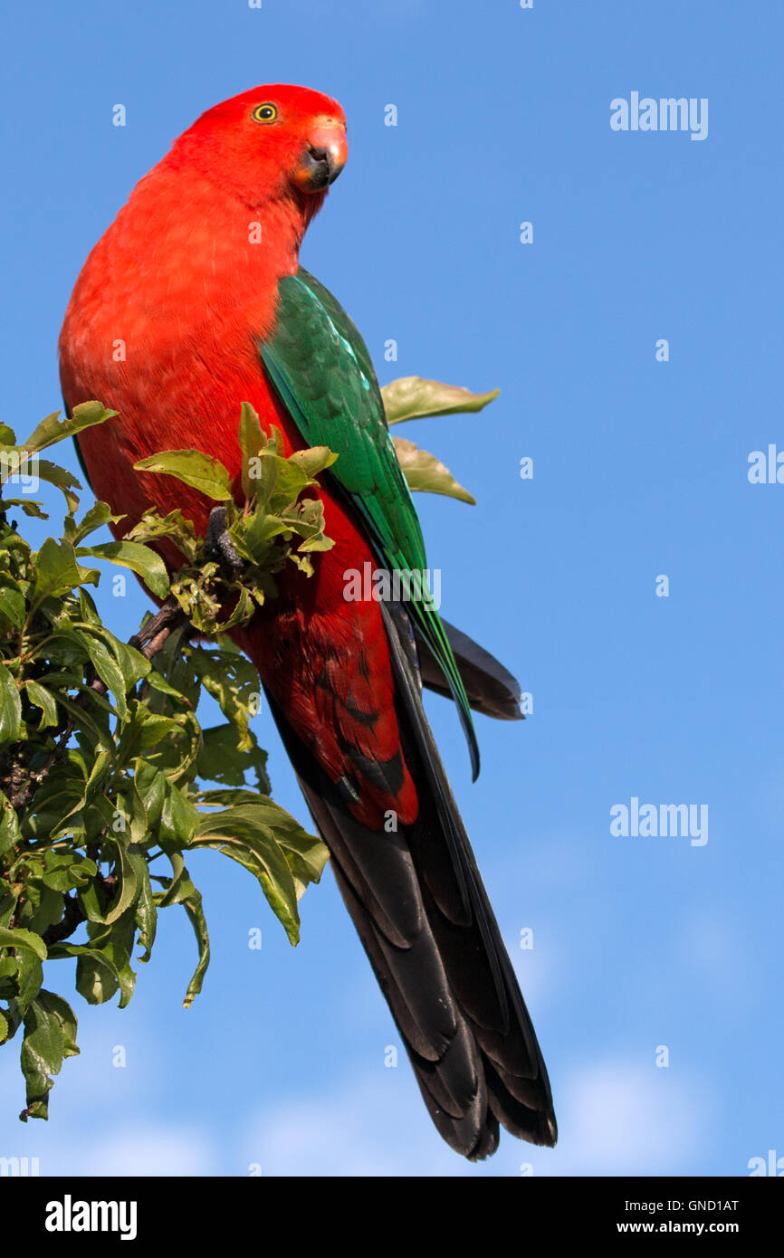 Australian fig bird High Resolution Stock Photography and Images - Alamy