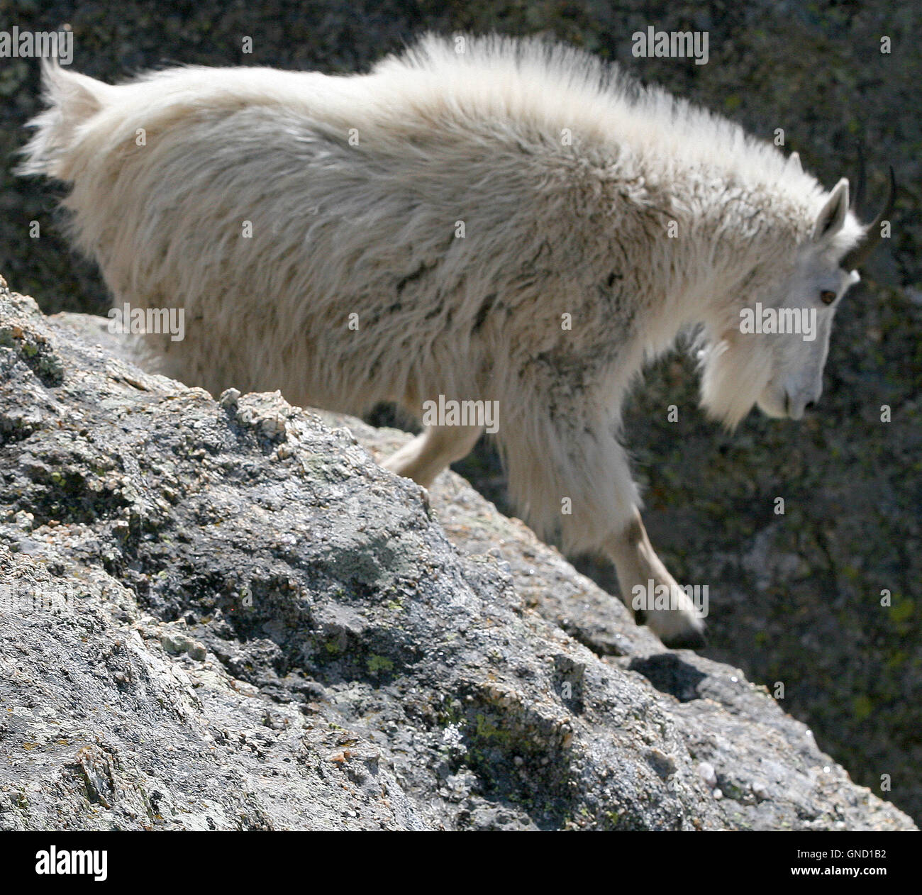 Leap of the goat hi-res stock photography and images - Alamy