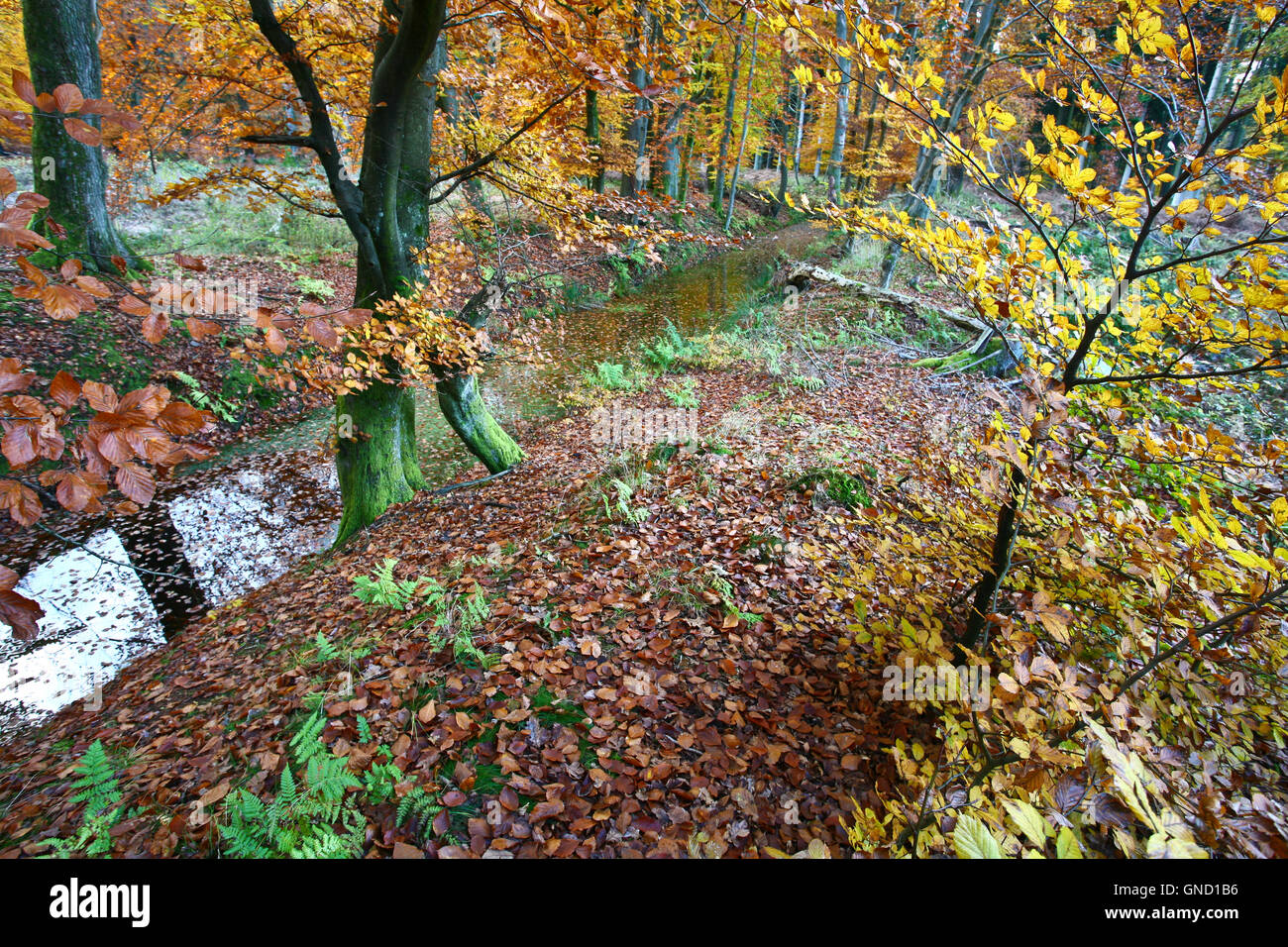 Alleroed hi-res stock photography and images - Alamy