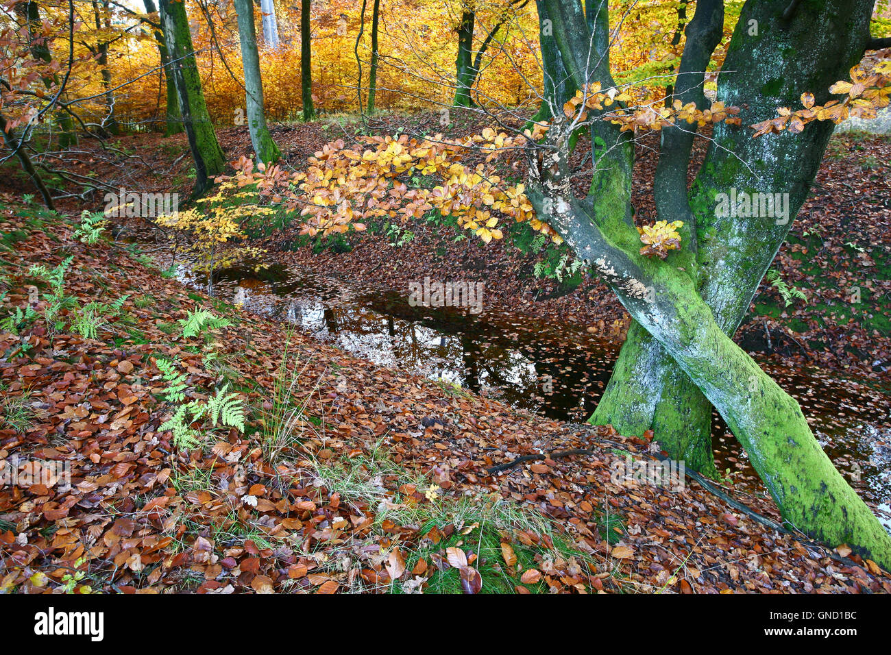 Forestal danish forest hi-res stock photography and images - Alamy