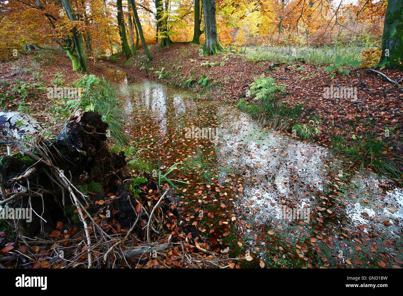 Alleroed hi-res stock photography and images - Alamy